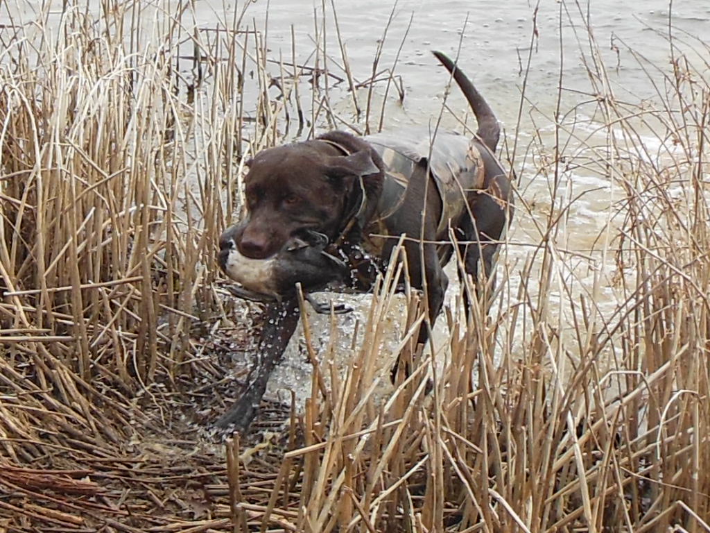 A Dog Named Brownie – Hope Shack